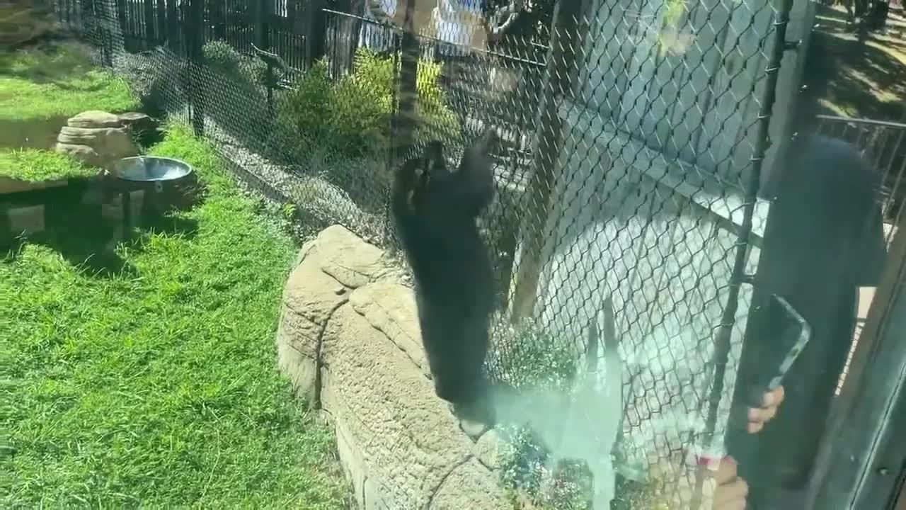 Baylor cubs Indy and Belle move into on-campus bear habitat - YouTube