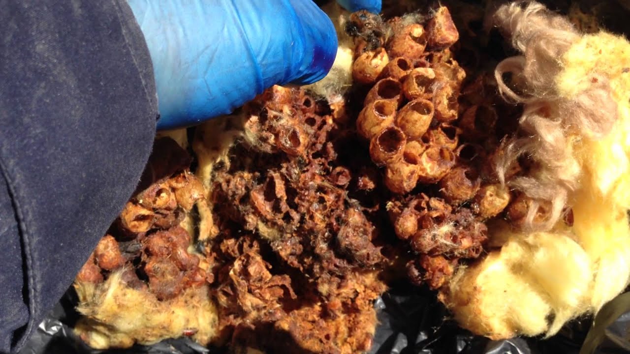 Beautiful Bumble Bee Nest 😍 - YouTube