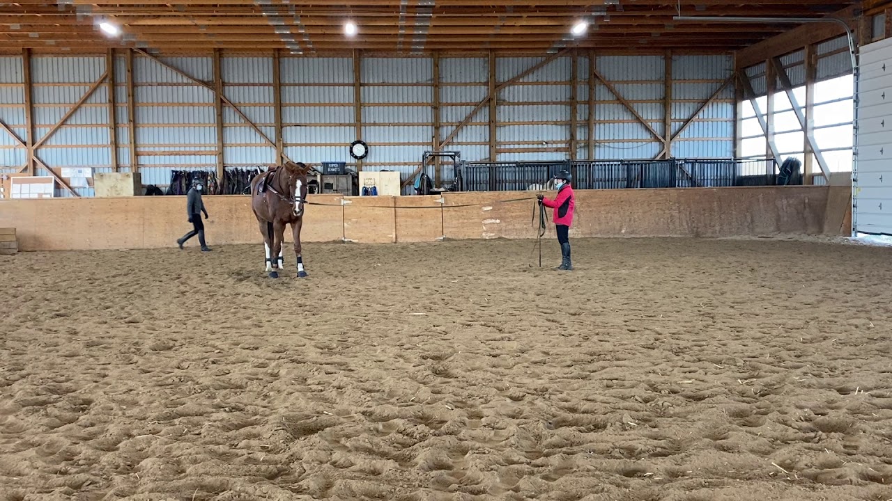 Lunging lesson - YouTube