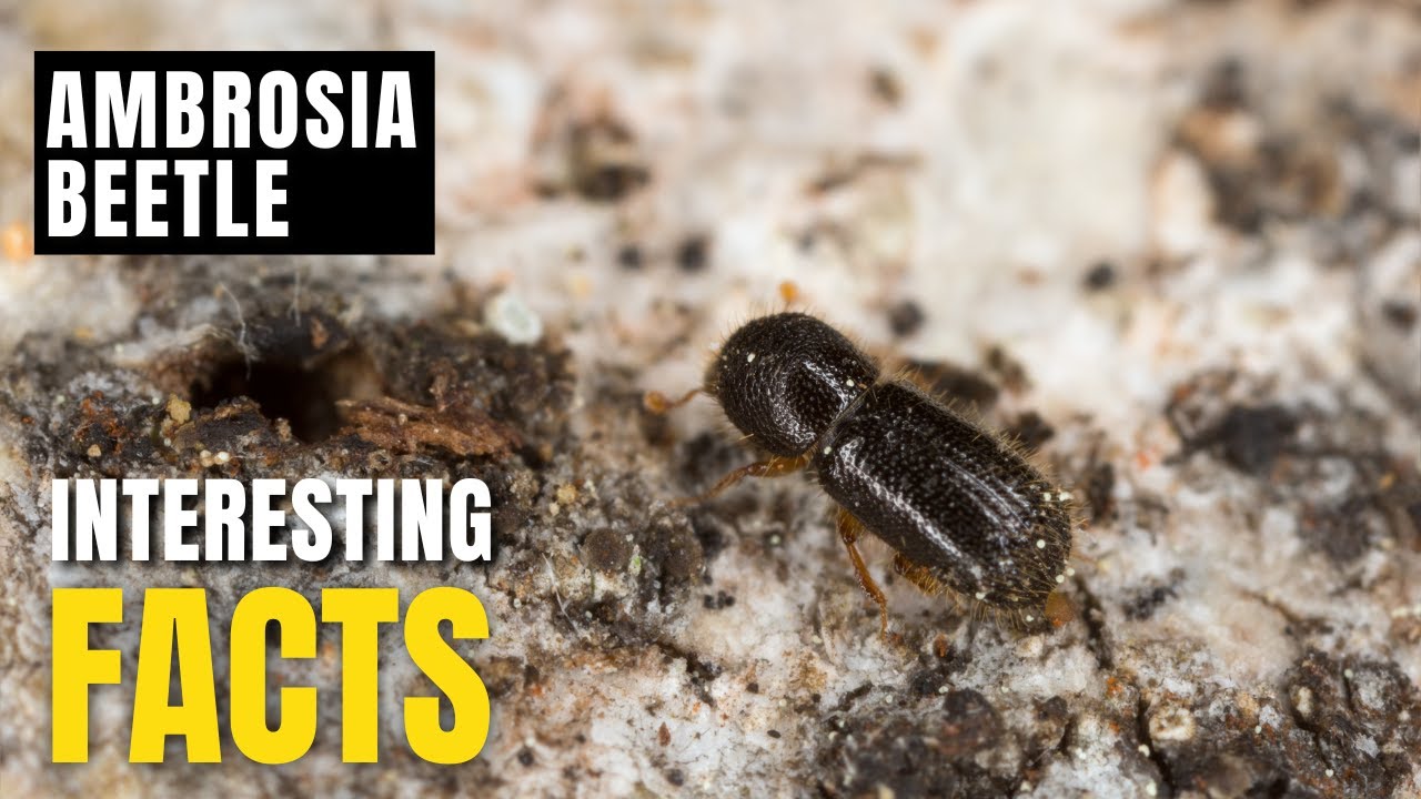 Amazing facts of Ambrosia beetle | Interesting Facts | The Beast World ...