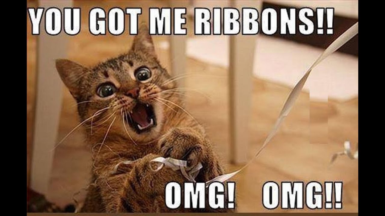 Top Ten Funniest Cat Quotes and expression-II - YouTube