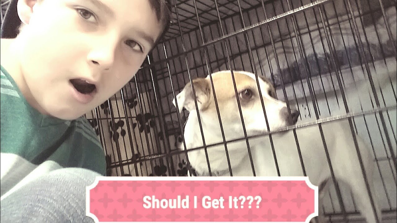 Gaiser Pets Vlog!!!! (Look at Description) - YouTube