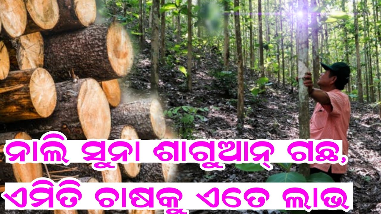 Saguan Tree Farming in Odisha full details with soil preparation ...
