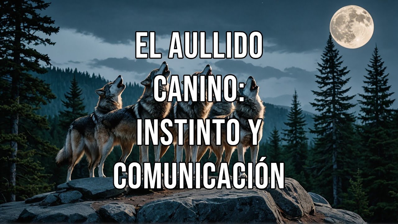 El aullido canino: instinto y comunicación - YouTube