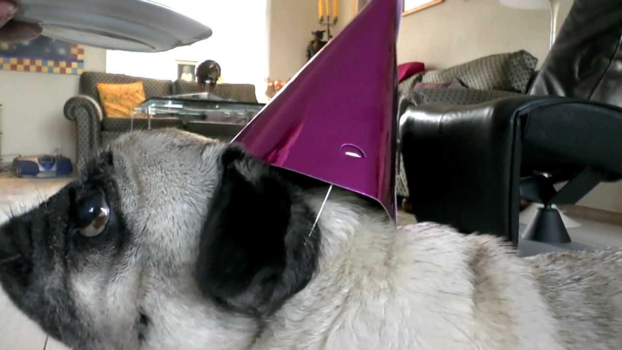 Pug celebrating - YouTube