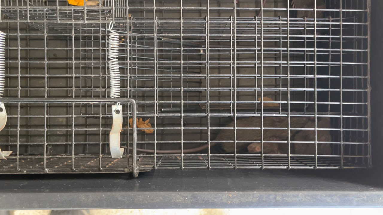 The Rugged Ranch Ratinator Live Rat Trap - YouTube