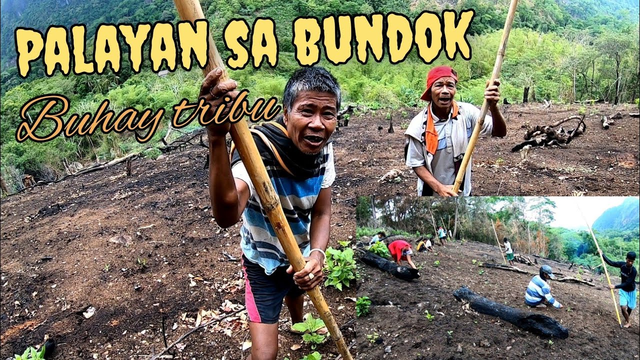 BUHAY TRIBU: Patanim sa Bundok Sama Sama para labanan ang kahirapan ...