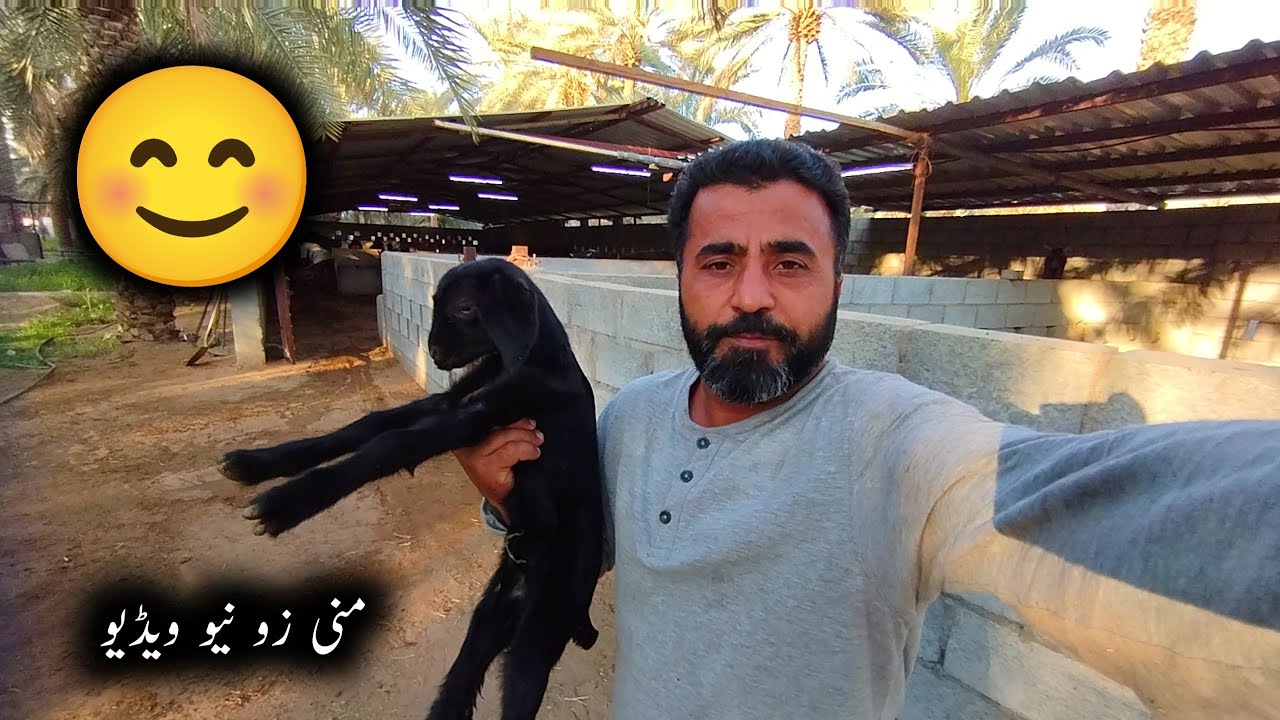 Goat Farming Techniques || Goat Farming business in pakistan 🐐 || Bakri ...