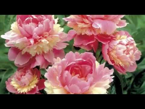 #Evrencazgündüz #Mevsimçiçekleri #flutecover #yanflüt