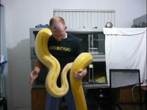 Florida Everglades Burmese Python Hunter - YouTube