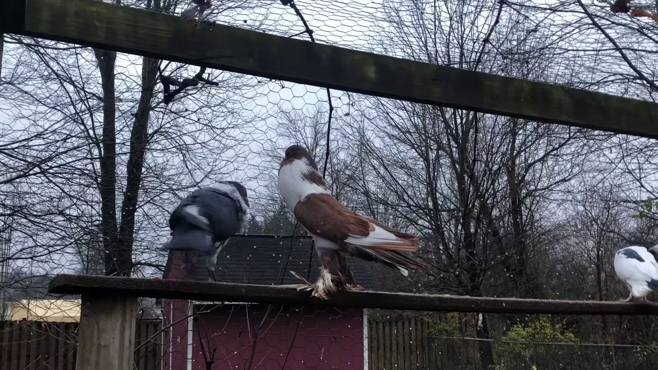 Young Red Hana Pouter hen - YouTube
