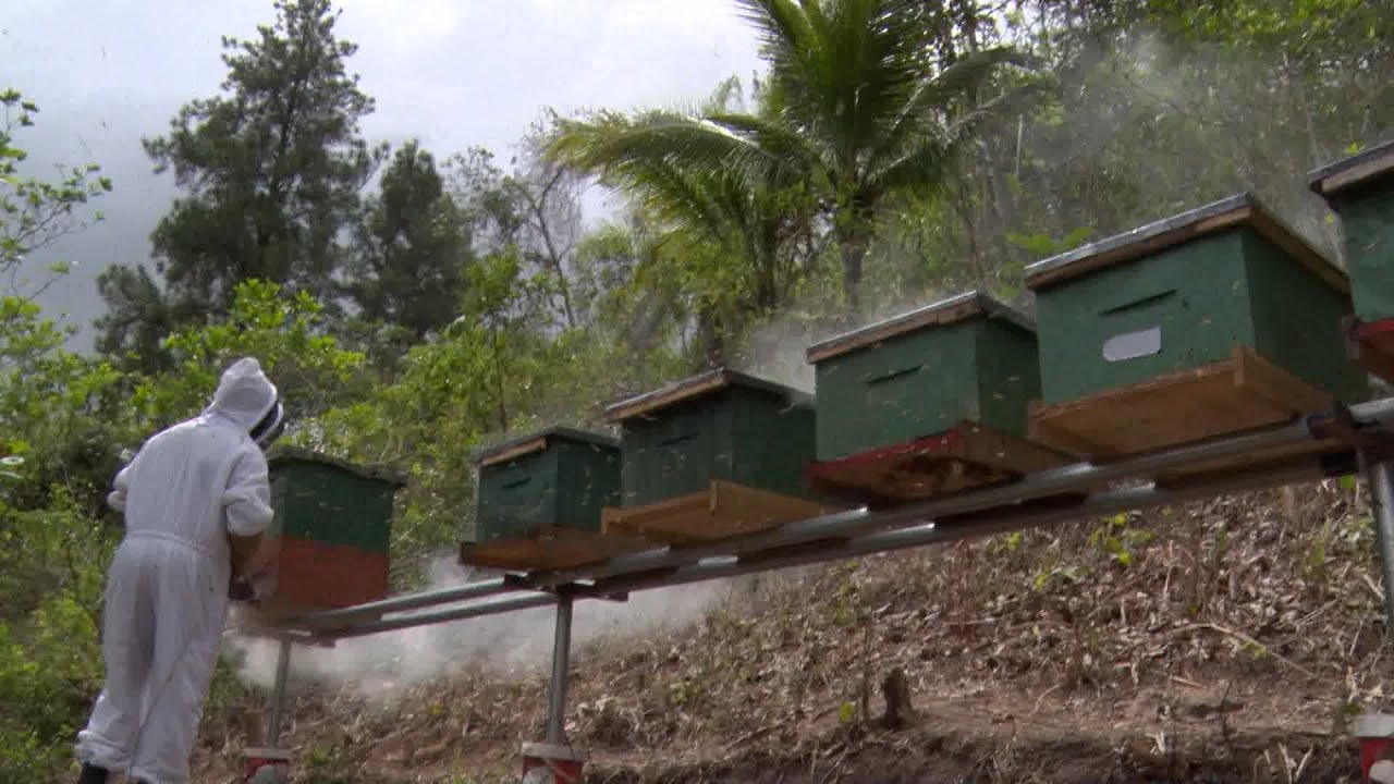 Keeping It Green - Bees And Air Pollution - YouTube