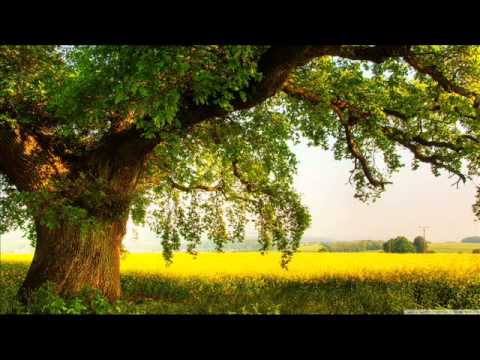 #Reader Abdul Razzaq al-Dulaimi | #Surah Al'Imran