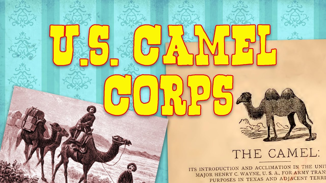 U.S. Camel Corps - YouTube