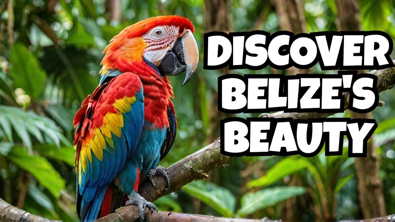 Exploring Belize’s Icon: The Scarlet Macaw - Hopkins Belize Travel ...