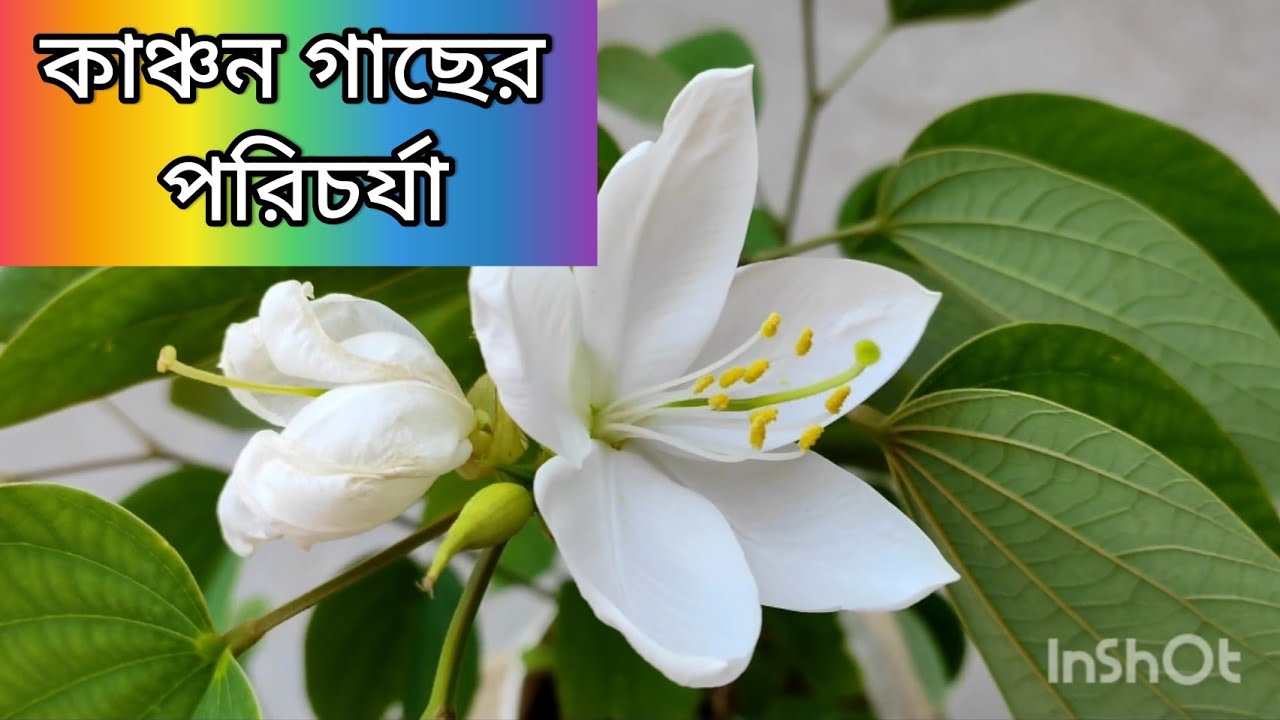 How to take care of Kanchan Plant (Bauhinia Acuminata)||কাঞ্চন গাছের ...