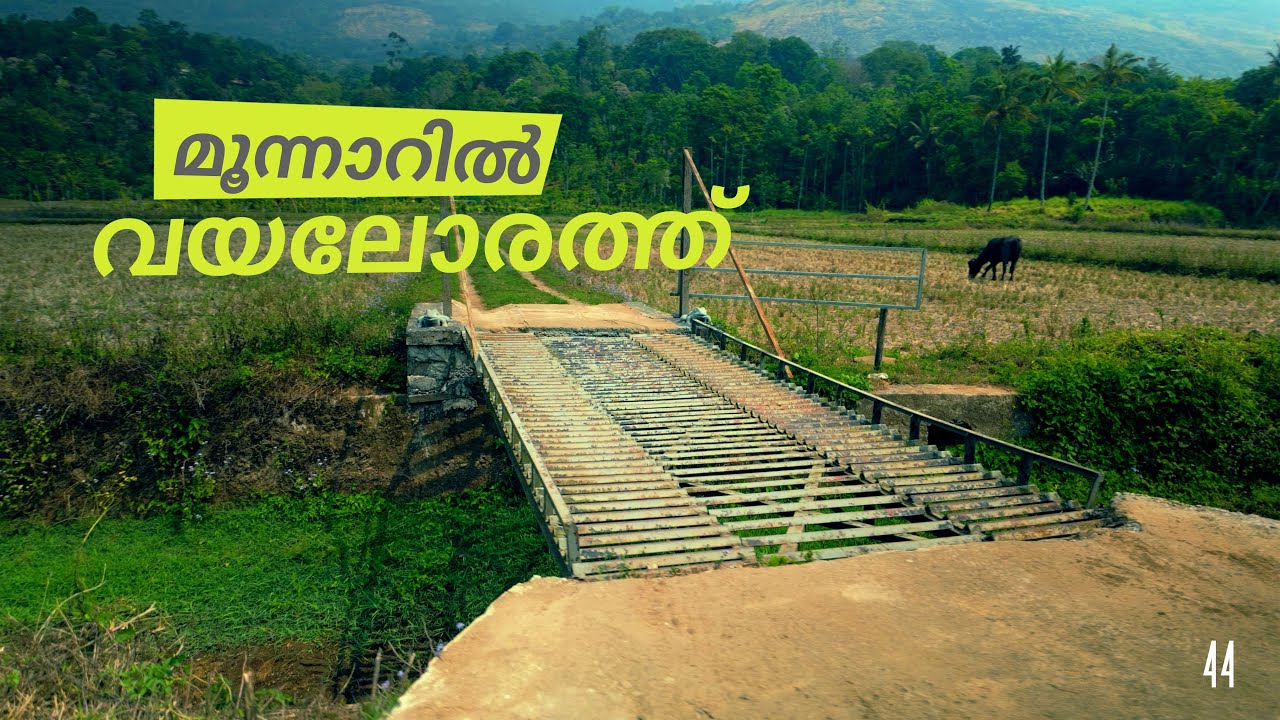 Munnar's Rice Fields: A Hidden Gem You Must Visit - YouTube