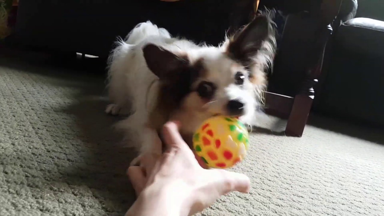 Random Dog Shenanigans, Jan-May 2020 - YouTube