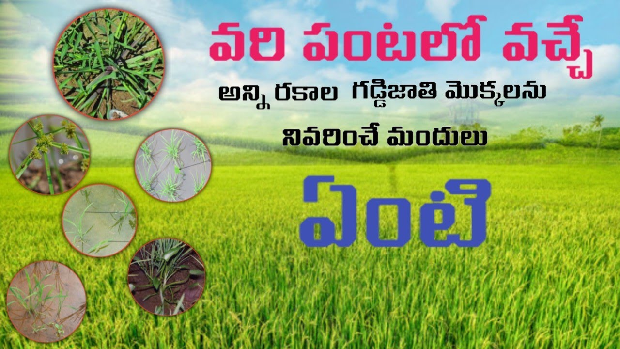 weed-management-in-paddy-telugu-varilo-kalupu