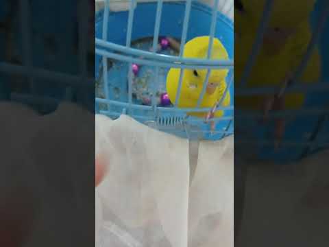 sahibine küfür eden muhabbet kuşu limon 😂😘