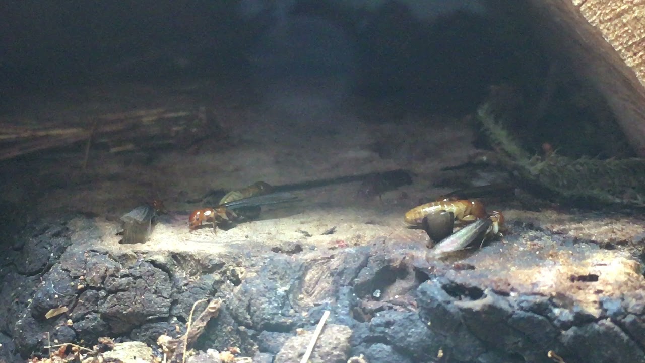 IMG 3914 termite nuptial mating flight - YouTube