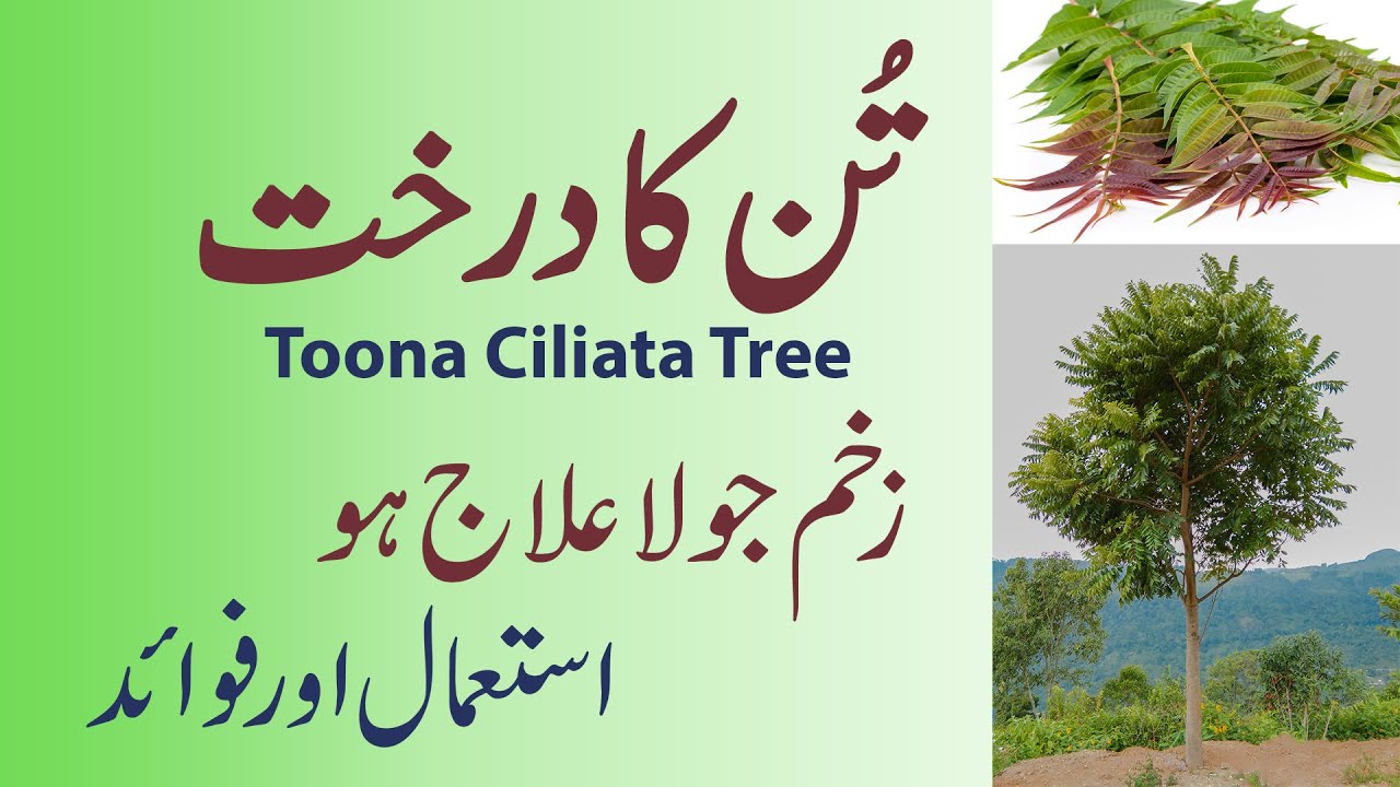 TOOna Tree,Toona ciliata, Indian Mahogany, toon tree by Hakeem Abbas ...