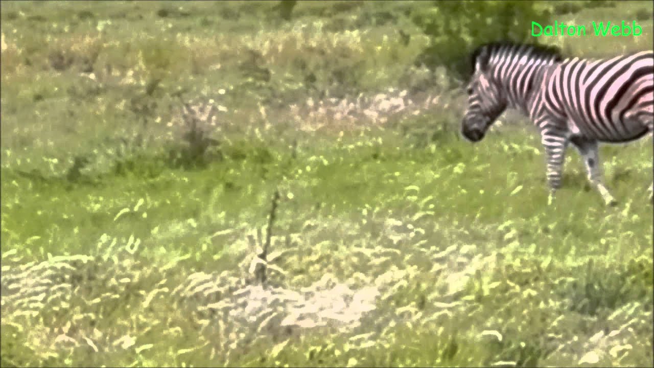 Lioness Zebra Hunt - YouTube