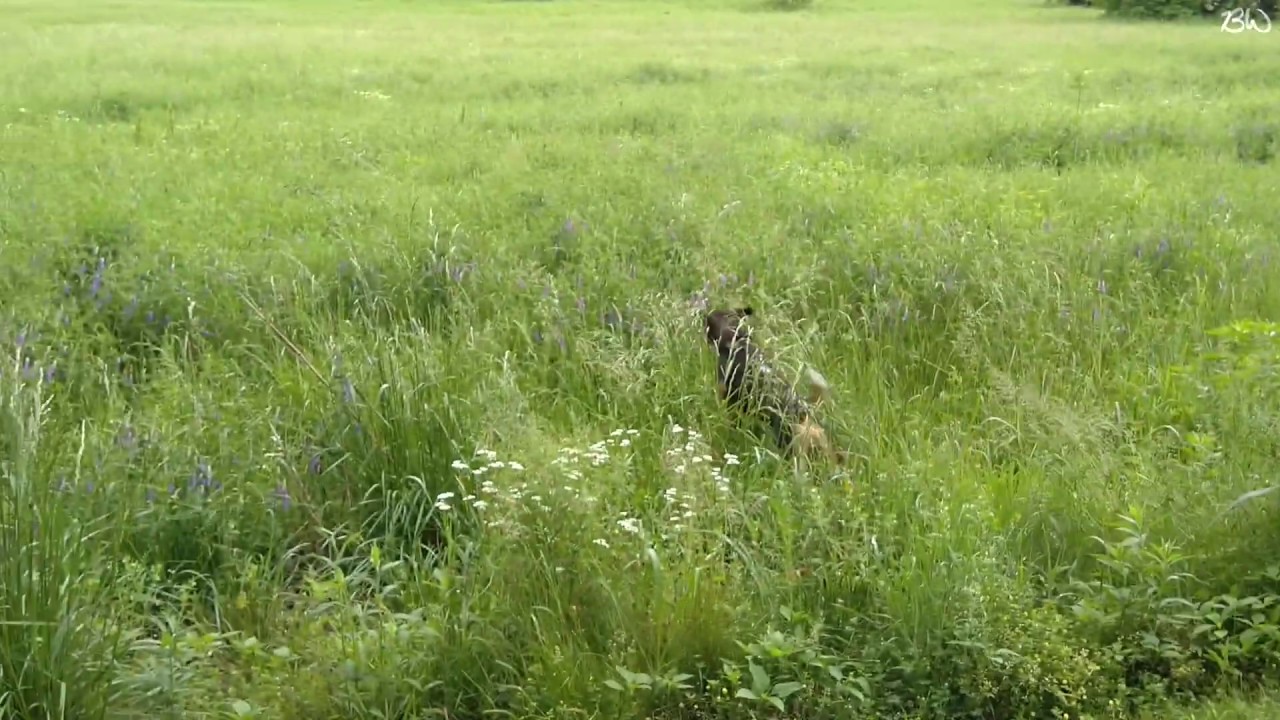 Dog hopping through tall grass :) - YouTube