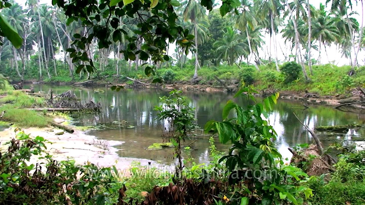 Lake in the rainforest: Andaman jungles - YouTube