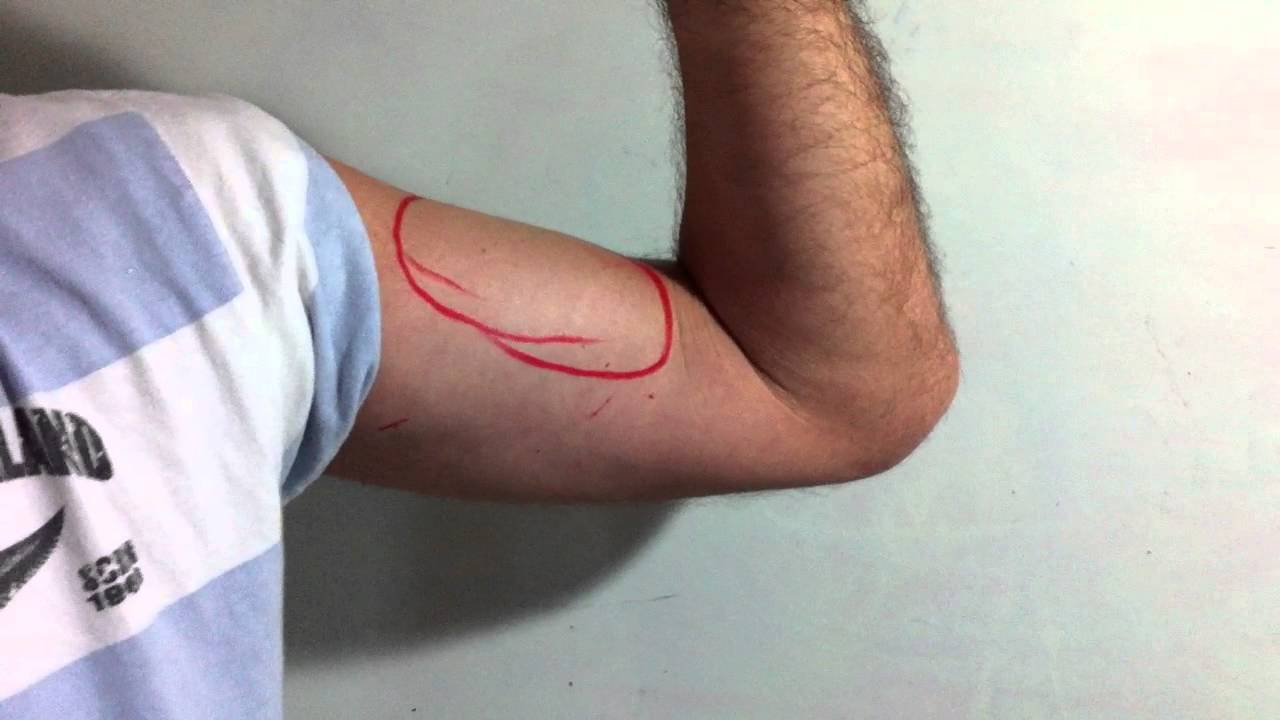 MUSCULOS DE EXTENCION Y FLEXION DEL CODO - YouTube