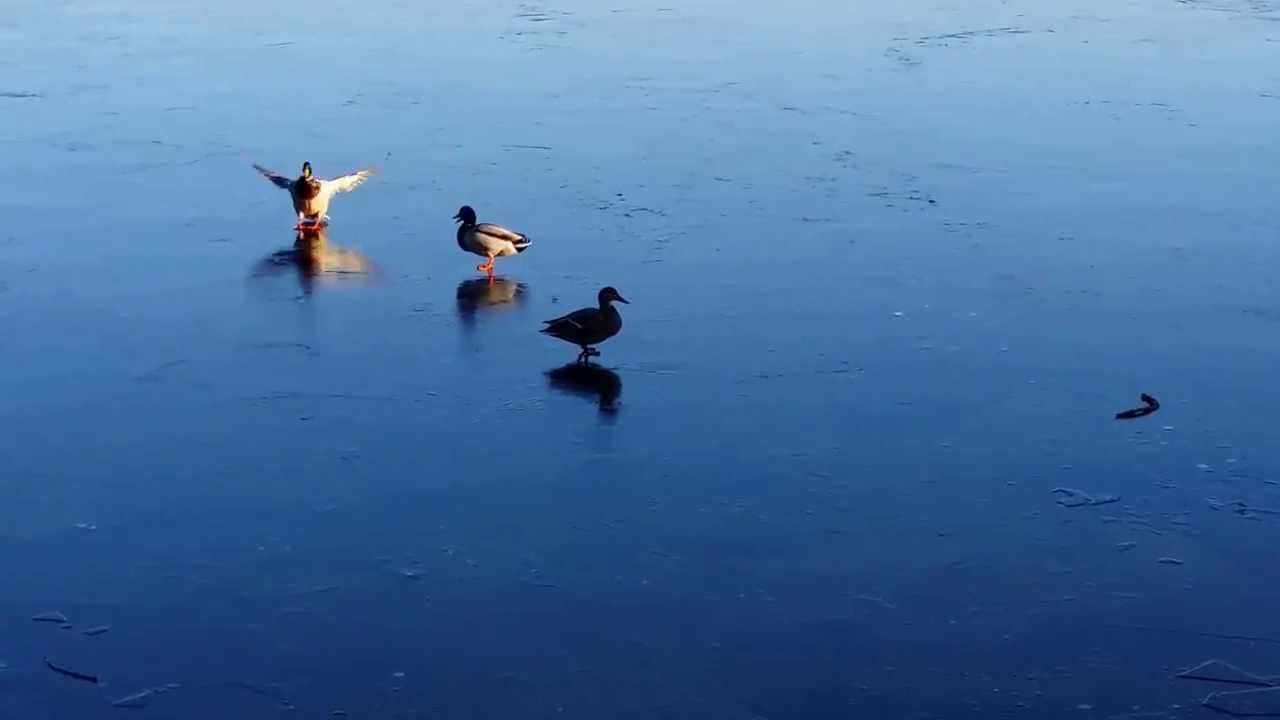 Ducks drifting and landing on ice - YouTube