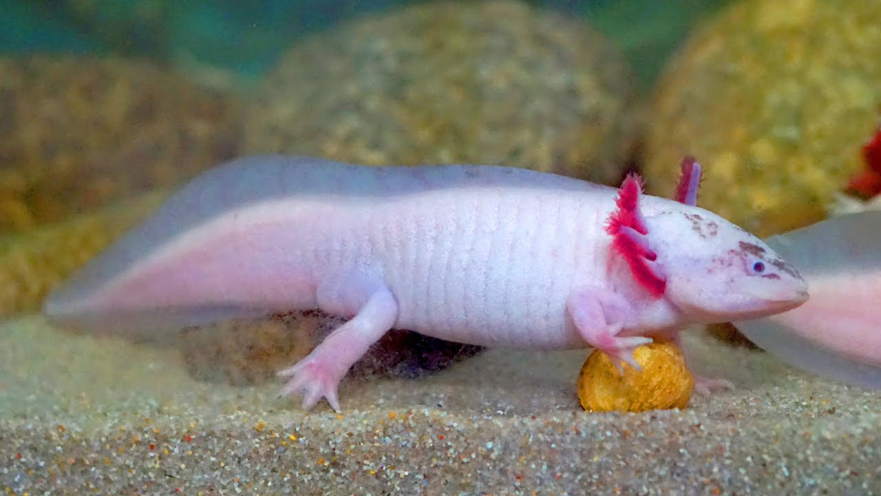 Axolotl Or Ambystoma Mexicanum - Known As A Walking Fish, Is Not A Fish ...
