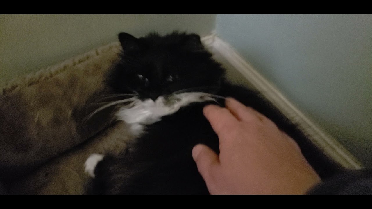cat with borderline personality disorder - YouTube