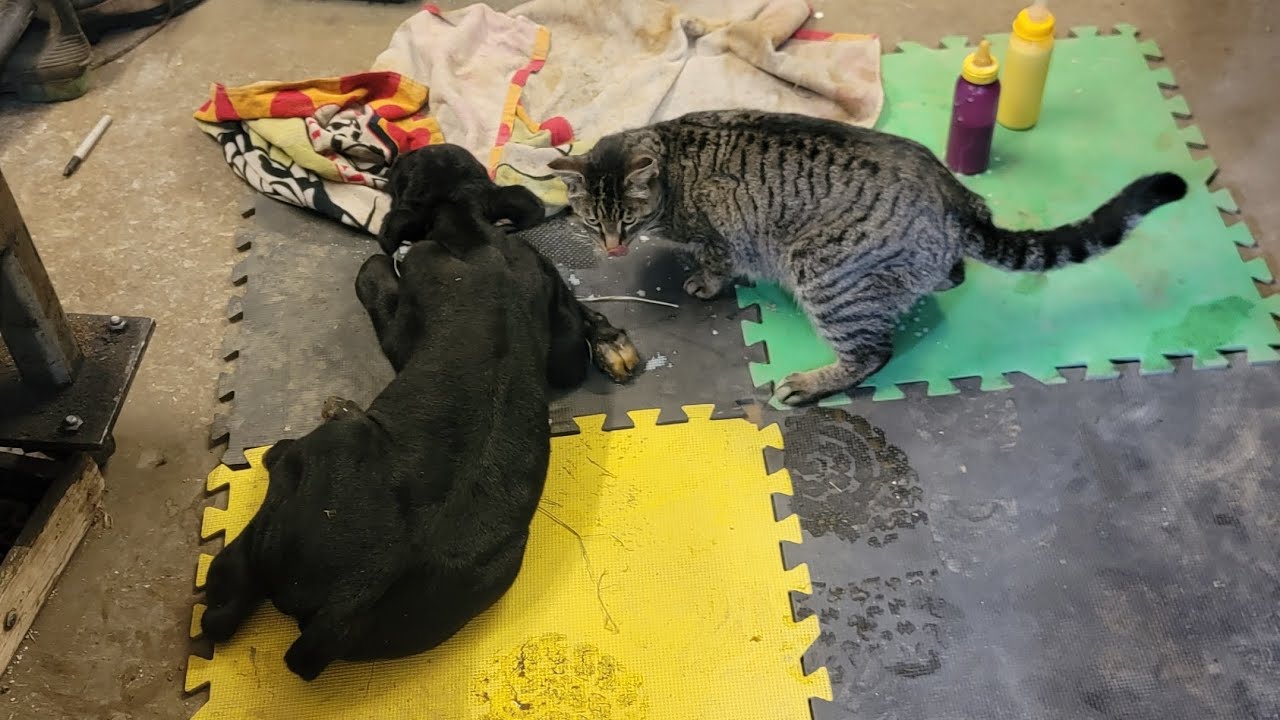 25lbs calf, led lights and crashing bush! - YouTube