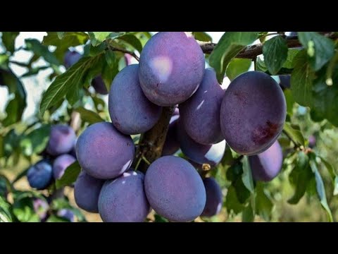 PLUMS , plume Farming 🌱 plum cultivation and naturally Fruits, best ...