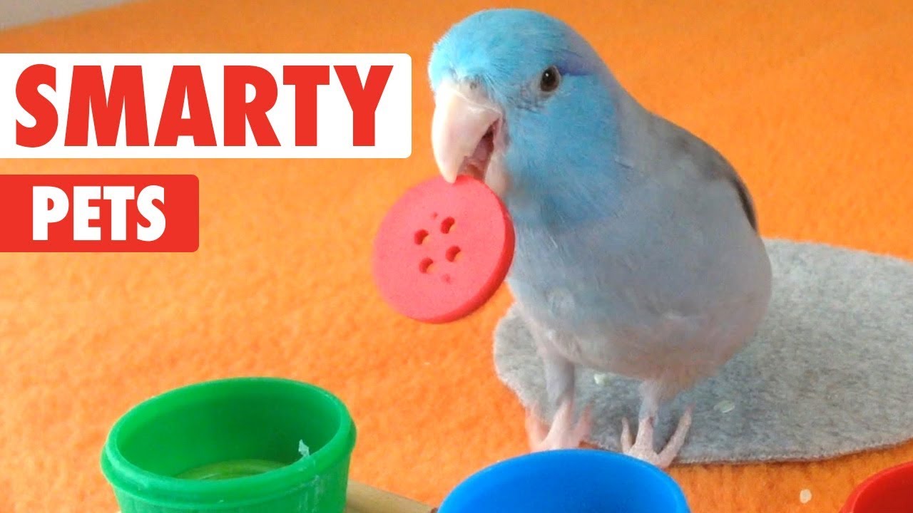 Smarty Pets | Funny Pet Video Compilation 2018 - YouTube