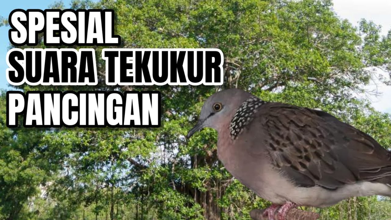 Suara Burung Derkuku Gacor Cocok Untuk Pancingan Dan pikat Tekukur ...