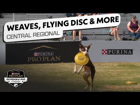 Incredible Dog Challenge: Weave, Flying Disc and Fetch It Central Regional | NBC Sports