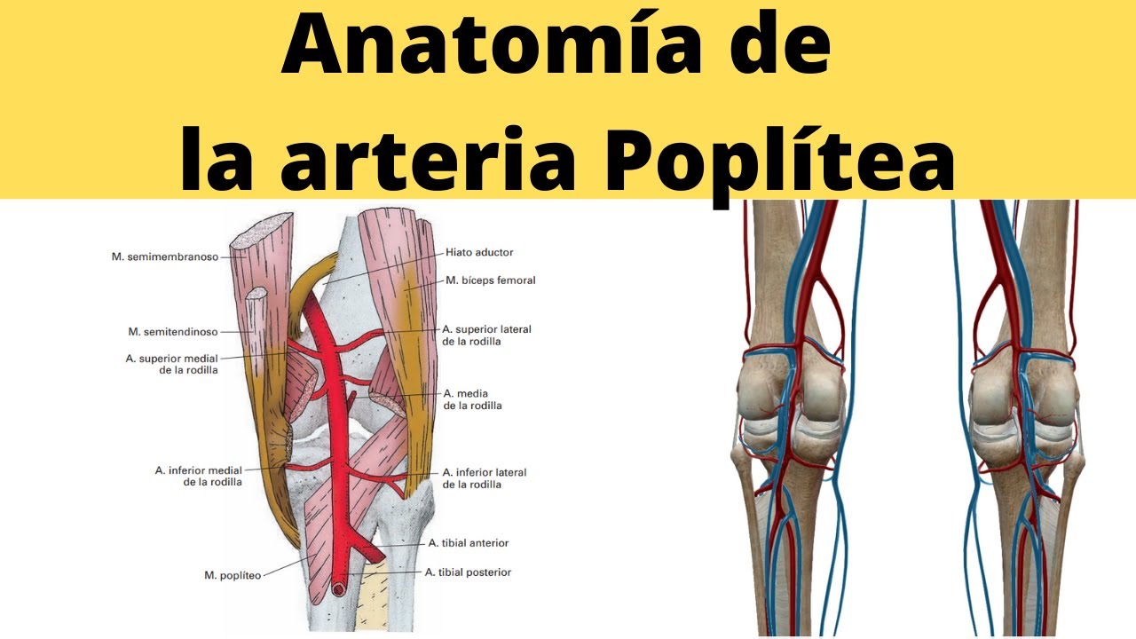 Anatomía de la Arteria Poplítea 2021 - YouTube