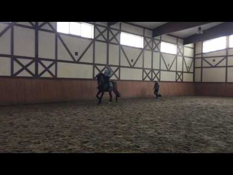 Ehrenstar, 2012, gelding