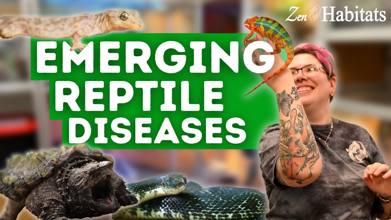 Watch Out For: Emerging Reptile Diseases YOU Should Know About! - YouTube