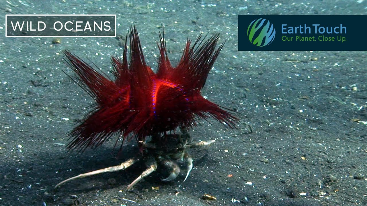 Crab uses sea urchin as spiny shield - YouTube