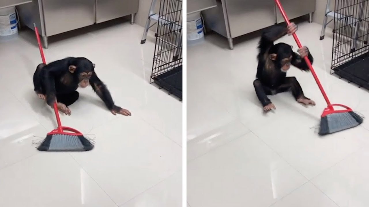 Chimpanzee Helps Sweep Up With Broom - YouTube