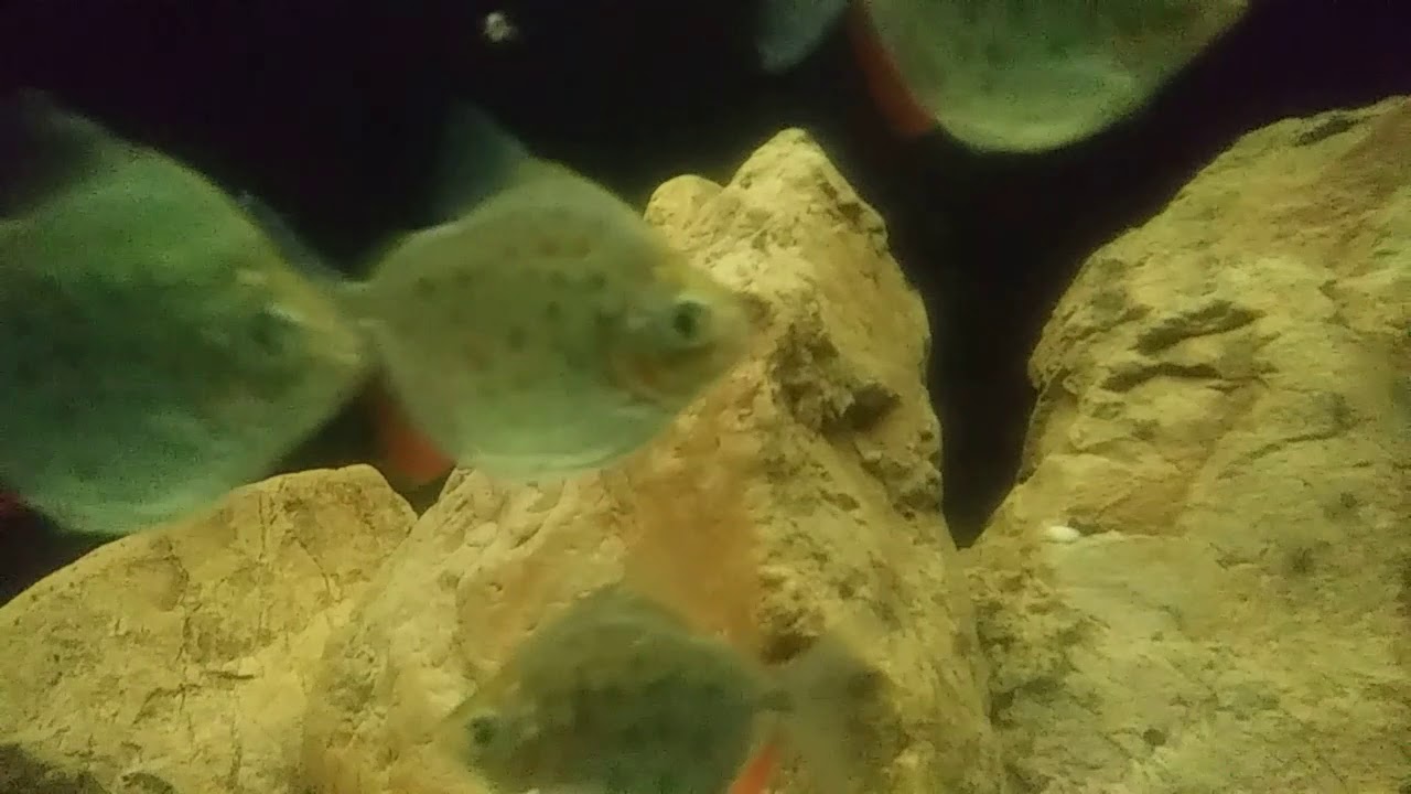 wild spotted silver dollars - YouTube