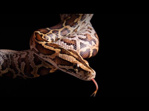 🧞‍♀️Nzunza child⚠️A huge difference between invoked and actually ...