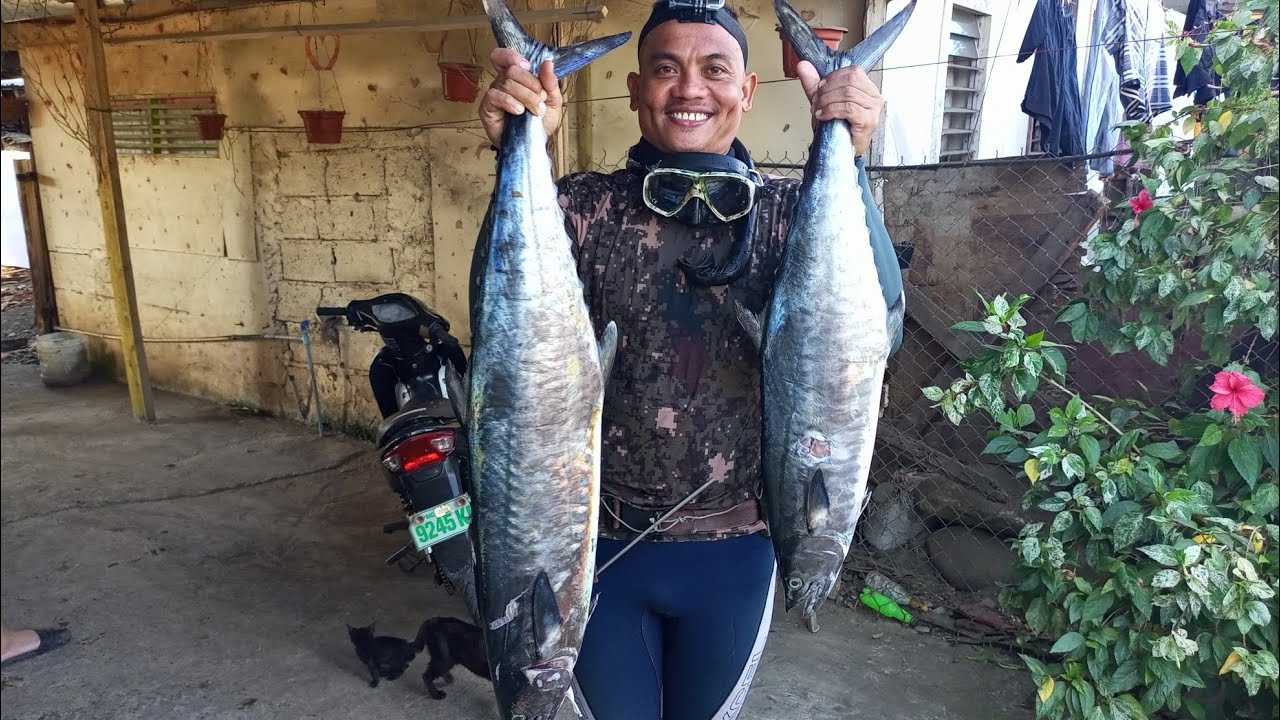 dalawang tangigue or spanish king mackerel 8kg &4kg.#misamisoccidental ...