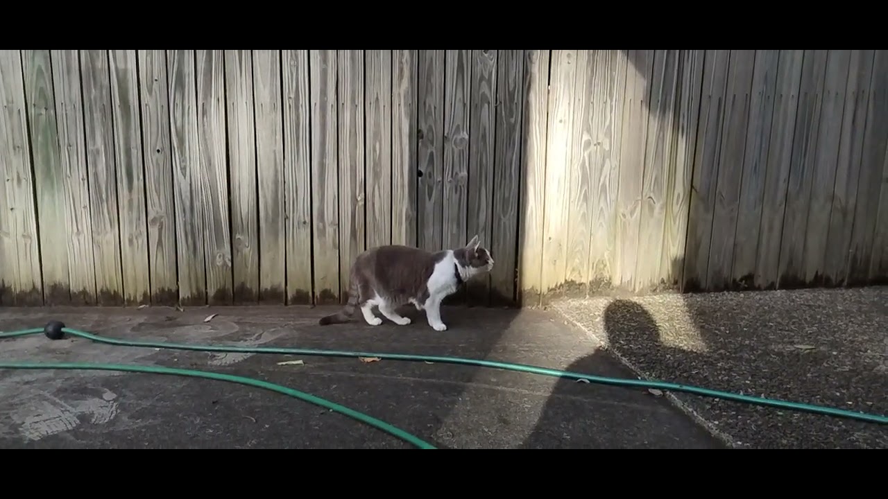 Cat Attack! Ferocious Cat Hunts a Butterfly - YouTube
