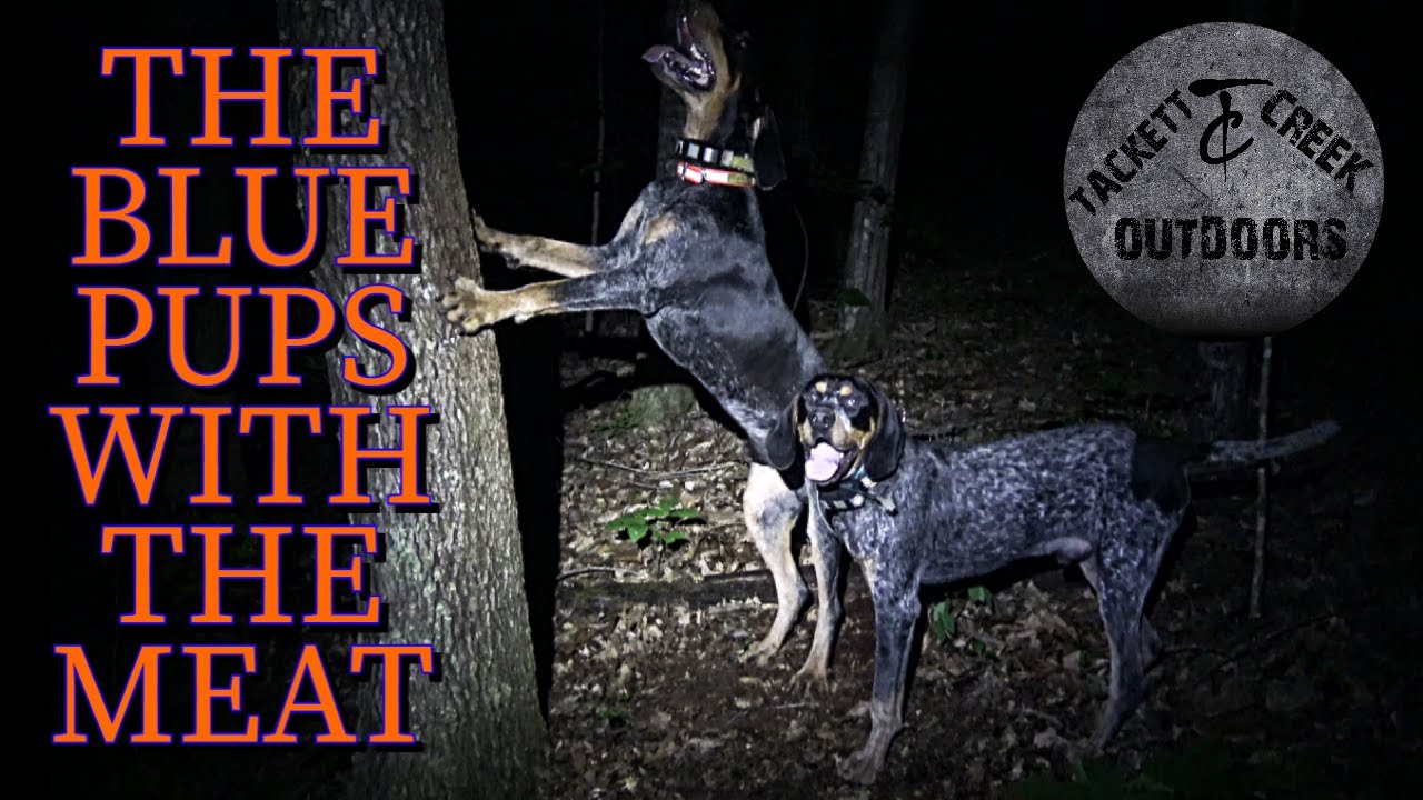 Blue Tick Hound Hunting Bluetick Coonhound Breed: Characteristics,