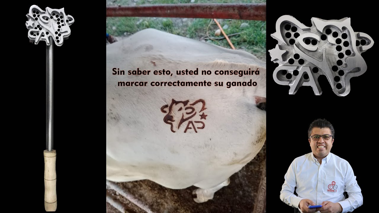 Como marcar bien su ganado con hierro - YouTube