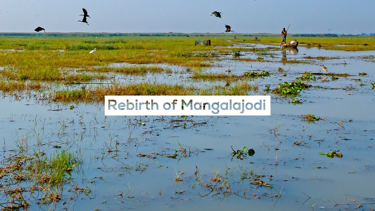 The Rebirth Of Mangalajodi |Journey of Mangalajodi: From Poachers To ...